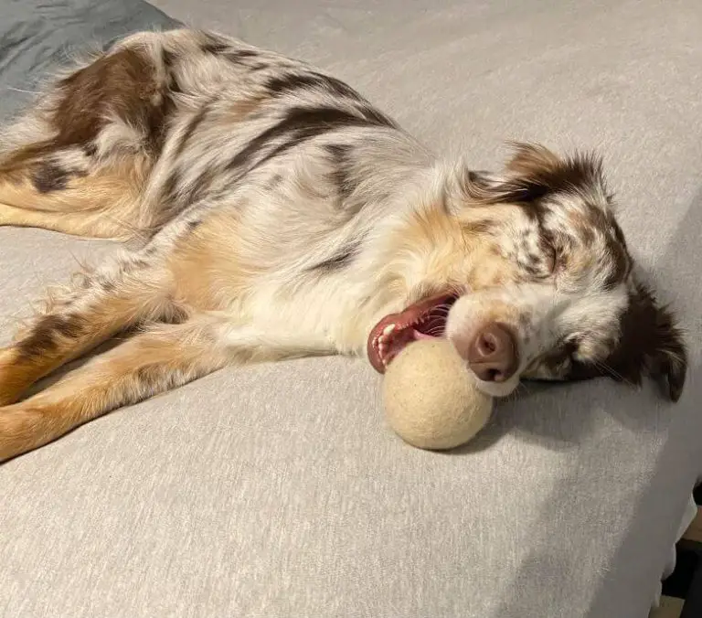 15 Funny Pictures Of Sleeping Australian Shepherds - ilovedogscute.com