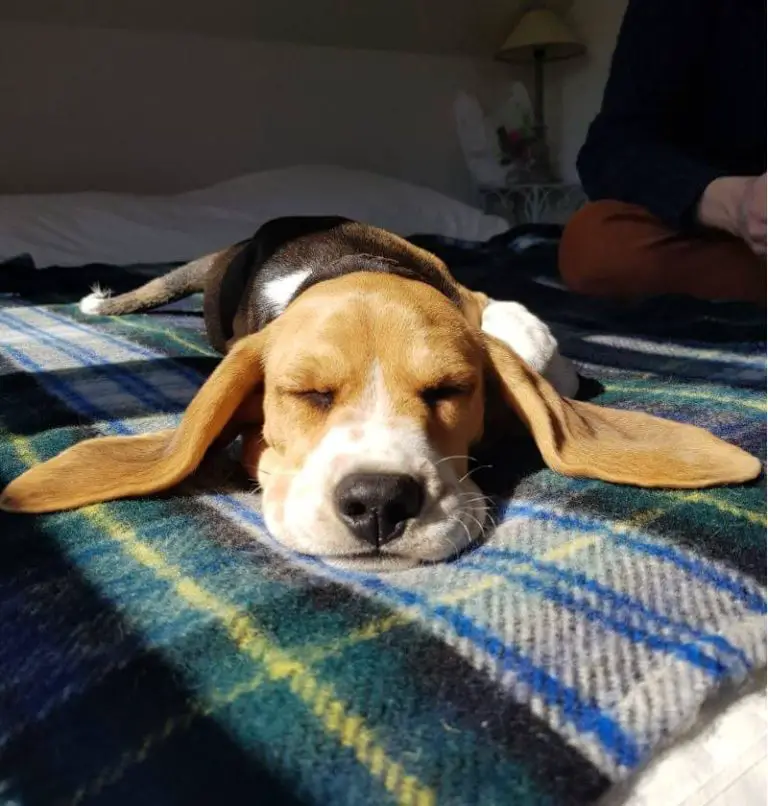 15 Funny Pictures Of Sleeping Beagles - ilovedogscute.com