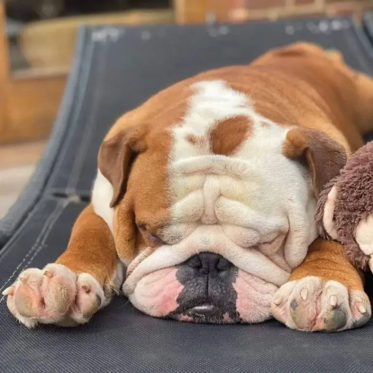 15 Funny Pictures Of Sleeping English Bulldogs - ilovedogscute.com