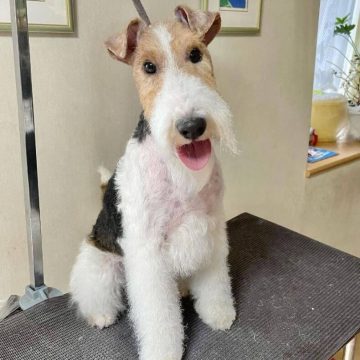 The Importance of Decompression When Bringing Home a New Dog: A Guide ...