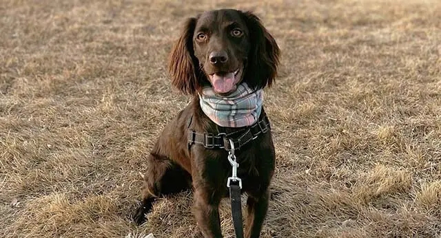 The Importance of Decompression When Bringing Home a New Dog: A Guide ...