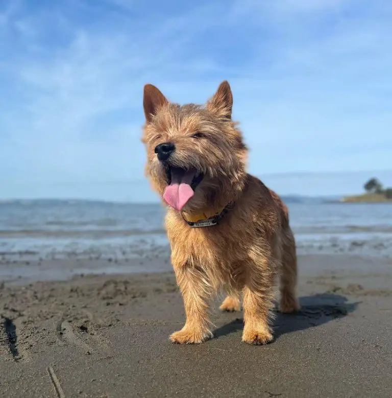 Why Do Dogs Sneeze? Exploring Common Causes and When to Be Concerned ...