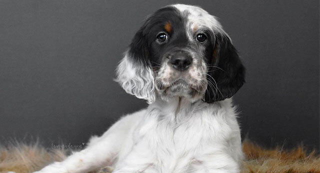 Your First Day at Home With a New Puppy: Tips for Day One ...