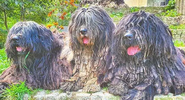 10 Fun Facts About Bergamasco Sheepdogs - ilovedogscute.com