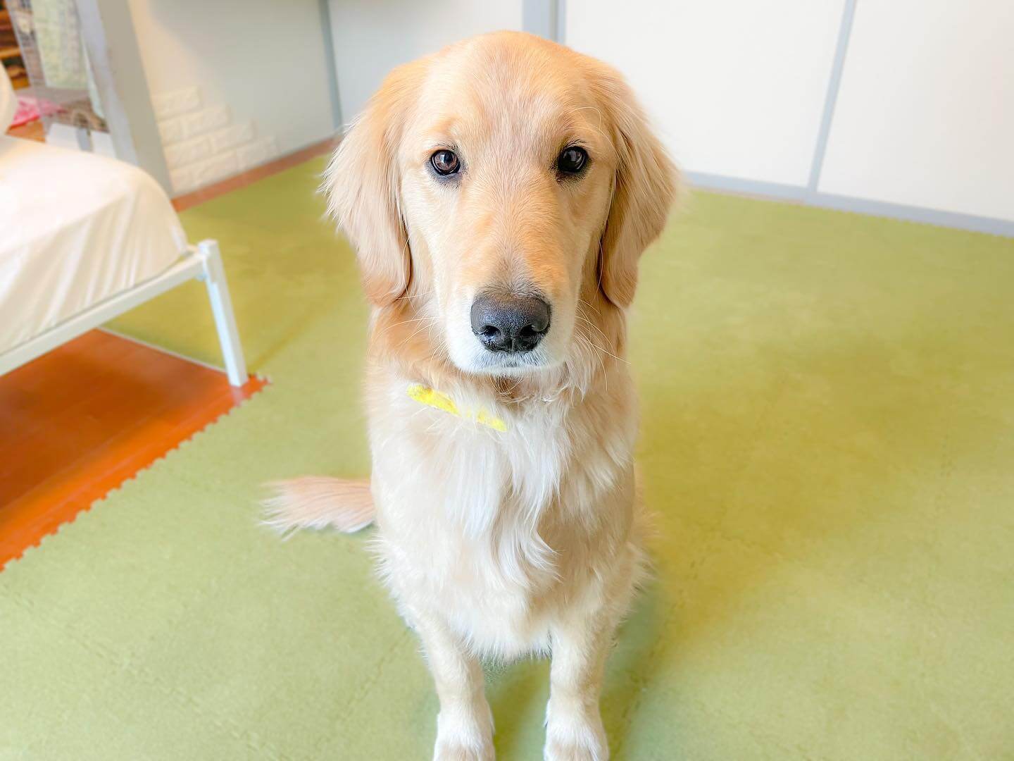 Alone Time for Dogs: How Much Is Too Much? - ilovedogscute.com