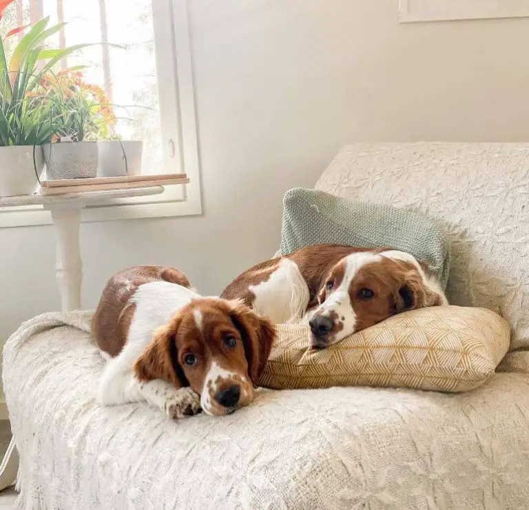 Bowel Obstruction in Dogs: Symptoms, Treatment, and Prevention ...