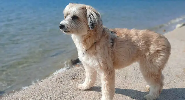 Chemotherapy for Dogs with Cancer: Common Questions Answered ...