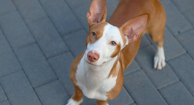 Do Dogs Have Periods? Understanding Female Dog Reproductive Cycles ...