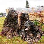 10 Fun Facts About Bergamasco Sheepdogs - ilovedogscute.com