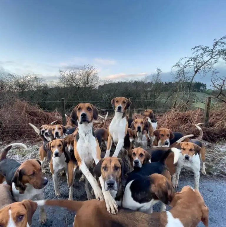 10 Fun Facts About English Foxhounds - ilovedogscute.com