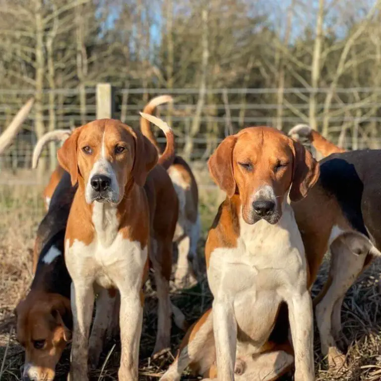 10 Fun Facts About English Foxhounds - ilovedogscute.com