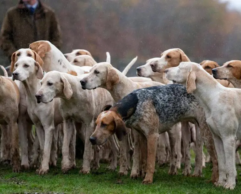 10 Fun Facts About English Foxhounds - ilovedogscute.com