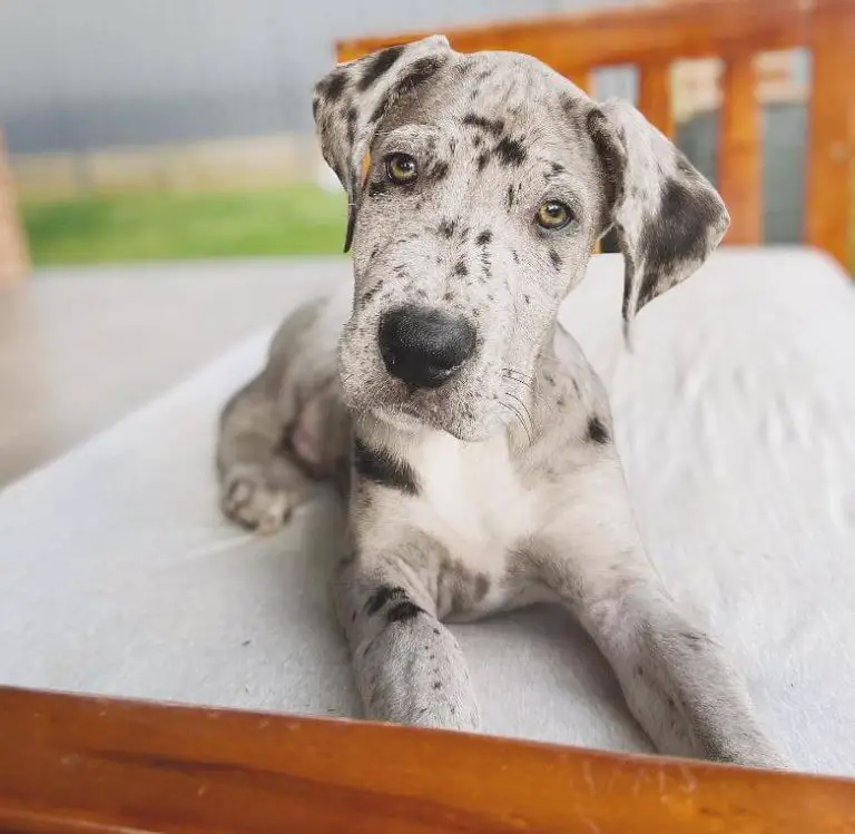 How to Care for Giant Dog Breeds and Extra-Large Puppies: A ...