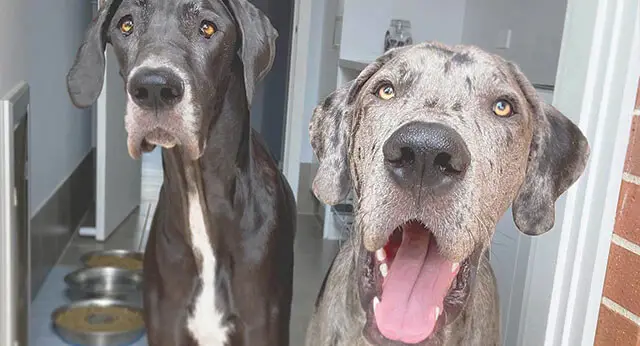 How to Care for Giant Dog Breeds and Extra-Large Puppies: A ...