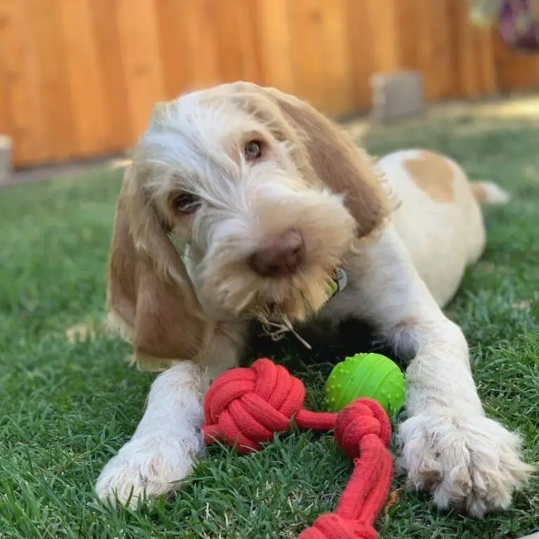 How to Stop Your Dog's Destructive Chewing - ilovedogscute.com