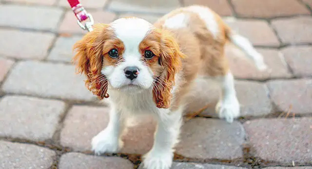 How to Teach a Puppy to Walk on a Leash: A Step-by-Step Guide ...