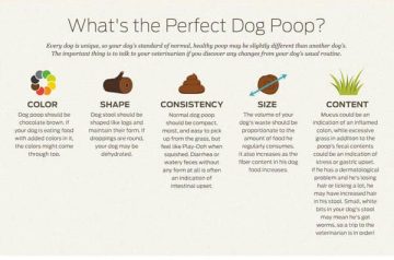 How to Tell If Your Dog's Poop Is Healthy: A Comprehensive Guide ...