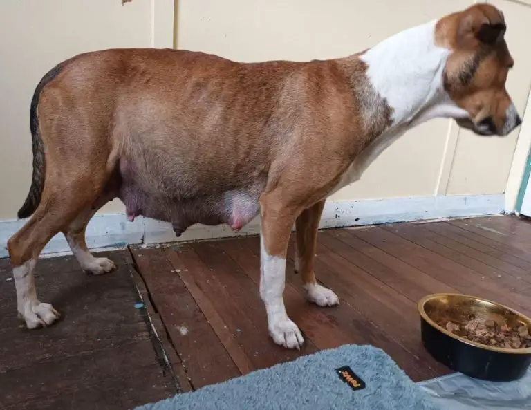 Pregnancy in Dogs: A Comprehensive Guide - ilovedogscute.com