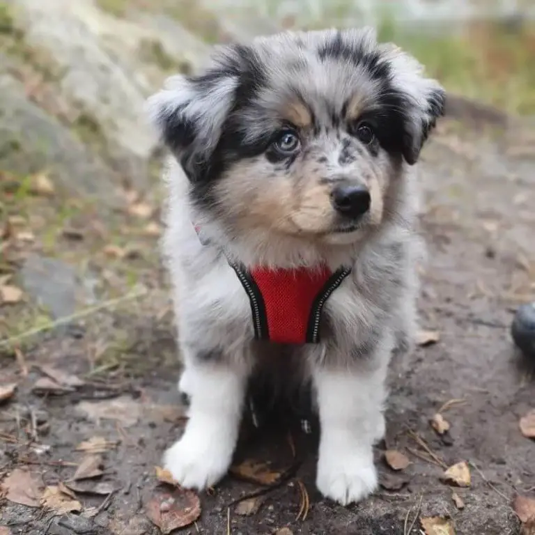 Proper Puppy Nutrition Nourishes Rapid Growth - ilovedogscute.com Proper Puppy Nutrition Nourishes Rapid Growth - ilovedogscute.com