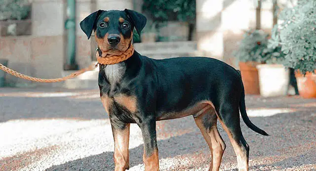Proper Puppy Nutrition Nourishes Rapid Growth - ilovedogscute.com Proper Puppy Nutrition Nourishes Rapid Growth - ilovedogscute.com