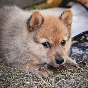 Puppy Senses: How Your Puppy Sees, Hears, and Smells the World ...