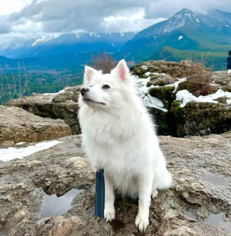 Top 10 Dog Breeds With Cat-Like Personalities - ilovedogscute.com