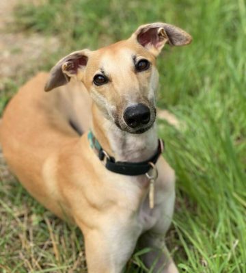 Top 10 Dog Breeds With Cat-Like Personalities - ilovedogscute.com