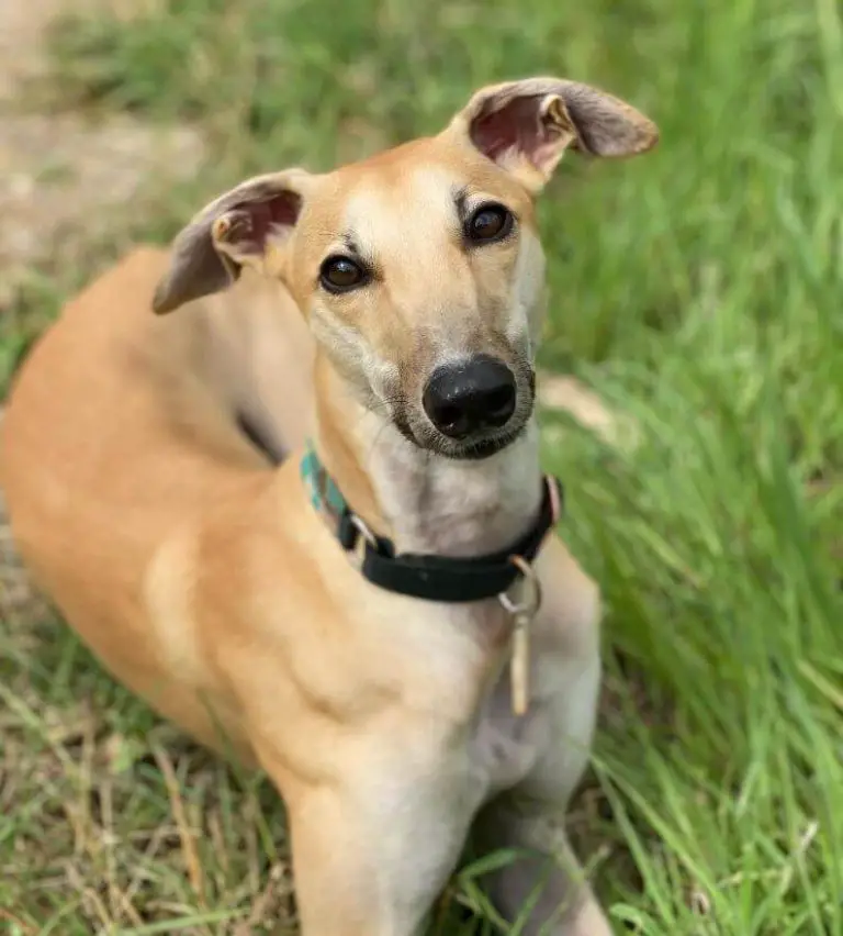 Top 10 Dog Breeds With Cat-Like Personalities - ilovedogscute.com