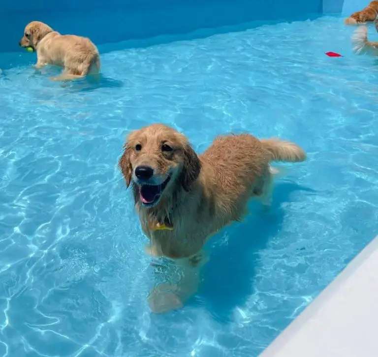 5 Activities to Do With a Dog That Loves Water - ilovedogscute.com