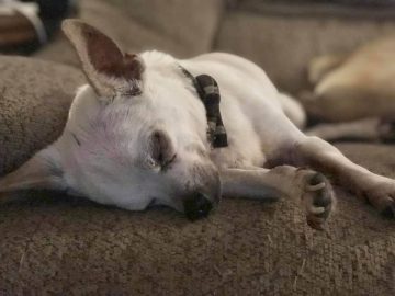 Abscesses in Dogs: Causes, Symptoms, Treatment, and Prevention ...