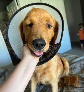 Abscesses in Dogs: Causes, Symptoms, Treatment, and Prevention ...