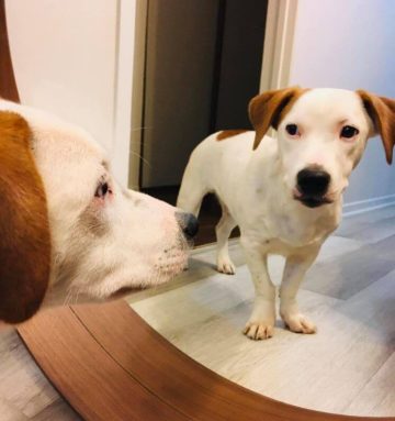 Abscesses in Dogs: Causes, Symptoms, Treatment, and Prevention ...