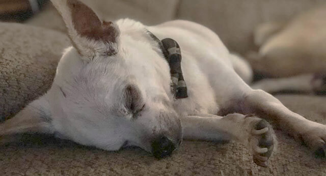 Abscesses in Dogs: Causes, Symptoms, Treatment, and Prevention ...