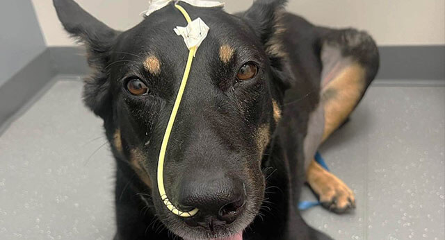 Anemia in Dogs: Causes, Symptoms, Diagnosis, Treatment, and Prevention ...