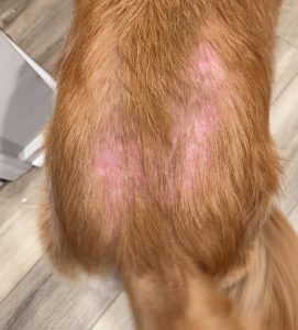 Bacterial Infections in Dogs: Causes, Symptoms, Treatment, and ...