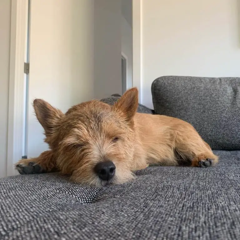 Bored Dogs: How to Recognize and Resolve Dog Boredom - ilovedogscute.com