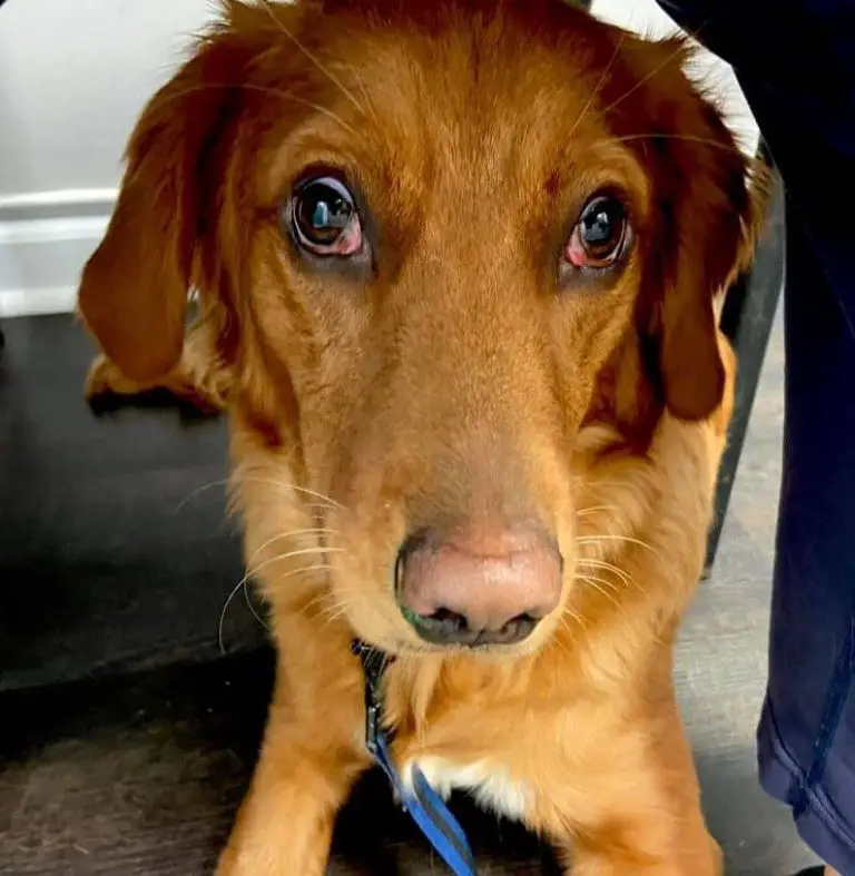 Conjunctivitis (Pink Eye) in Dogs: Causes, Symptoms, Treatment, and ...