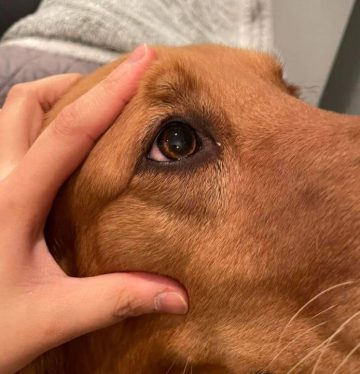 Conjunctivitis (Pink Eye) in Dogs: Causes, Symptoms, Treatment, and ...