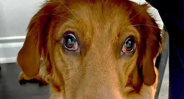 Conjunctivitis (Pink Eye) in Dogs: Causes, Symptoms, Treatment, and ...