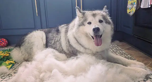 Dog Shedding: What to Expect and How to Manage It - ilovedogscute.com