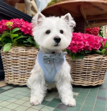 Inflammatory Bowel Disease (IBD) in Dogs: Causes, Symptoms, Diagnosis ...