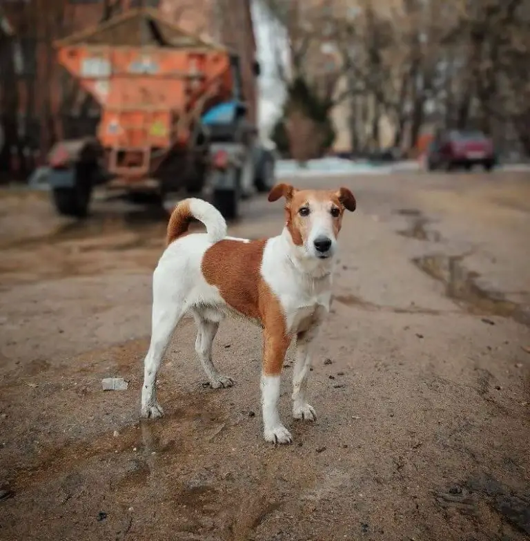 Inflammatory Bowel Disease (IBD) in Dogs: Causes, Symptoms, Diagnosis ...