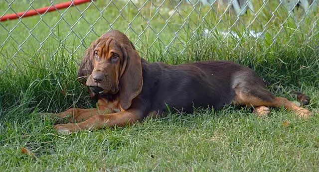 Inflammatory Bowel Disease (IBD) in Dogs: Causes, Symptoms, Diagnosis ...
