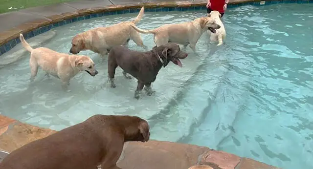 Is Swimming Therapeutic for Senior Dogs? Exploring the Benefits ...