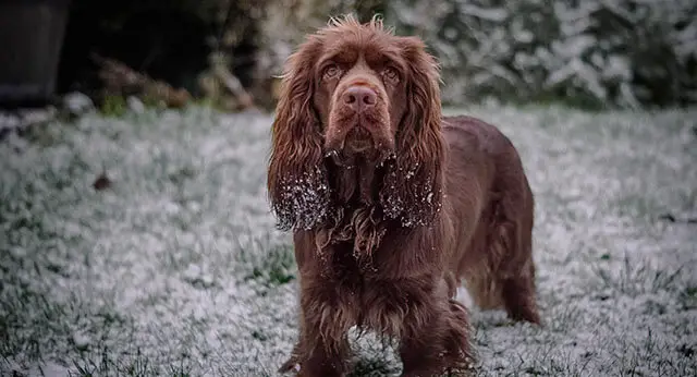 Is Your Dog Experiencing Back Pain? Here's How You Can Help Relieve It ...