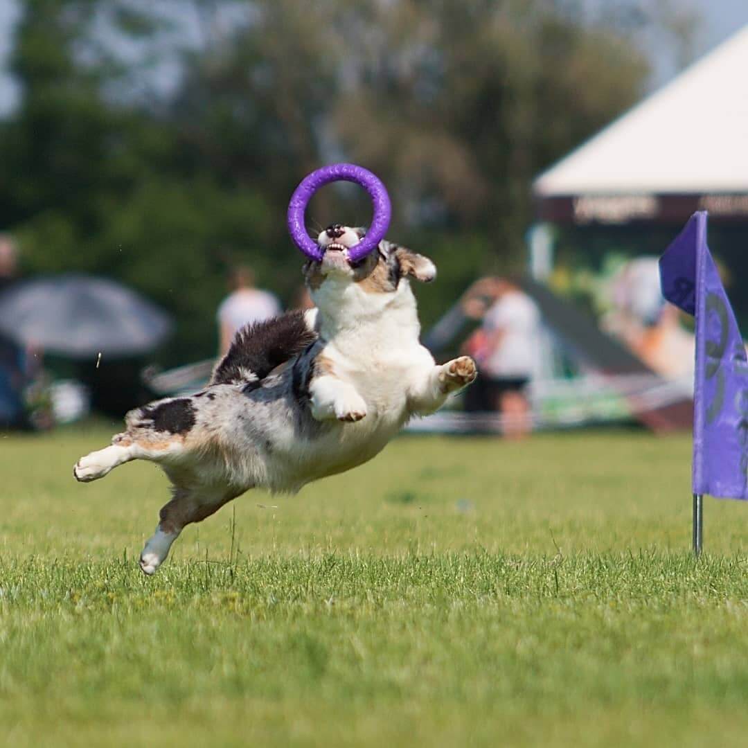 It's All Tricks Training: How to Prepare Your Puppy for Dog Agility ...