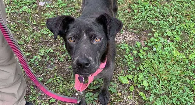 Mange in Dogs: What You Need to Know - ilovedogscute.com