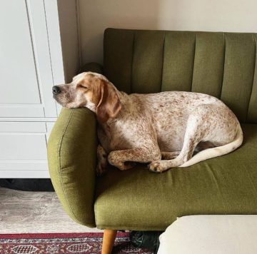 Paralysis in Dogs: Causes, Symptoms, and Treatment Options ...