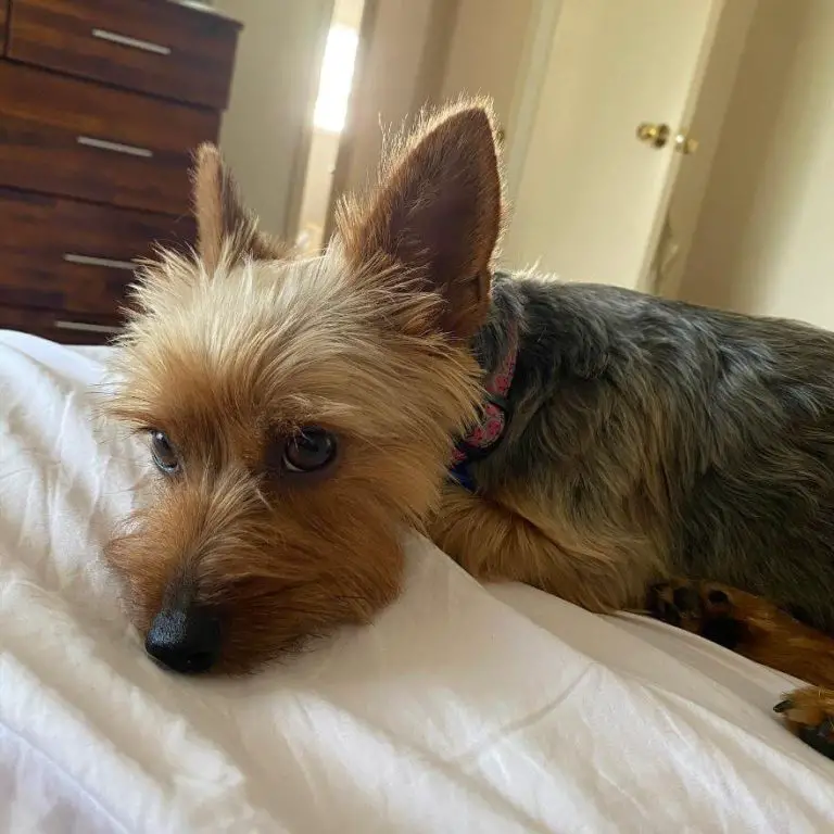 Paralysis in Dogs: Causes, Symptoms, and Treatment Options ...