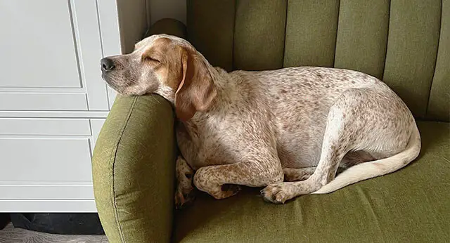 Paralysis in Dogs: Causes, Symptoms, and Treatment Options ...